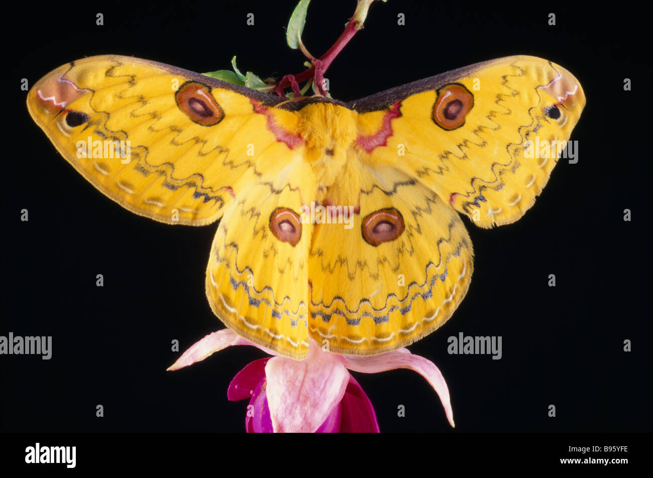 NATURAL HISTORY Insects Moth Golden Emperor Silk Moth Leopa katinka ...