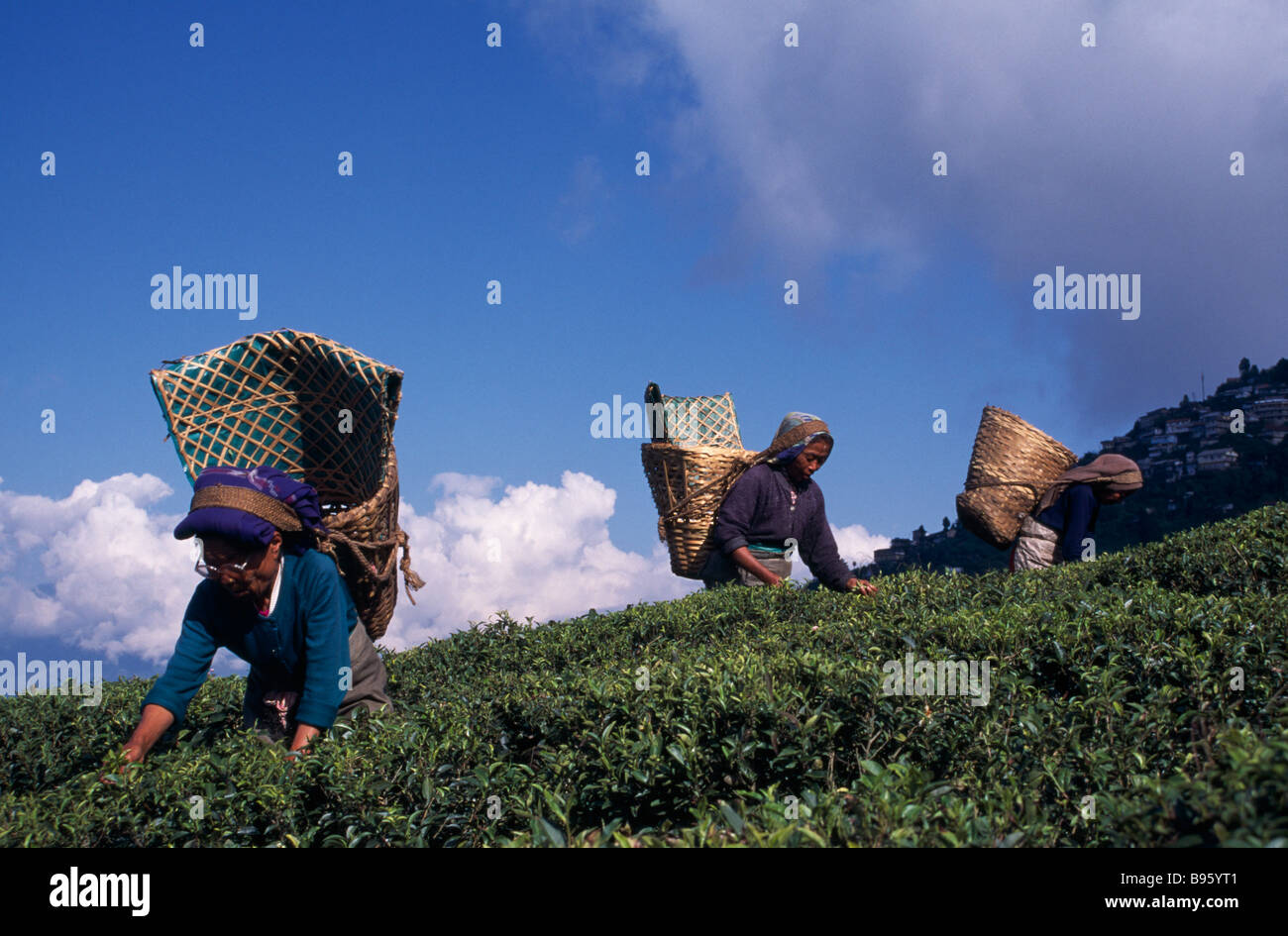 INDIA South Asia West Bengal Darjeeling Tea Plantation Female tea ...