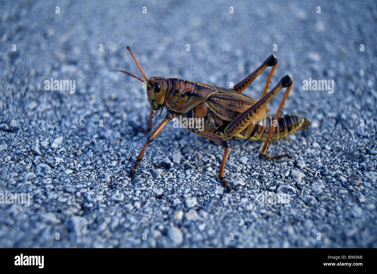 NATURAL HISTORY Insects Cricket Cricket on tarmac in USA Florida ...