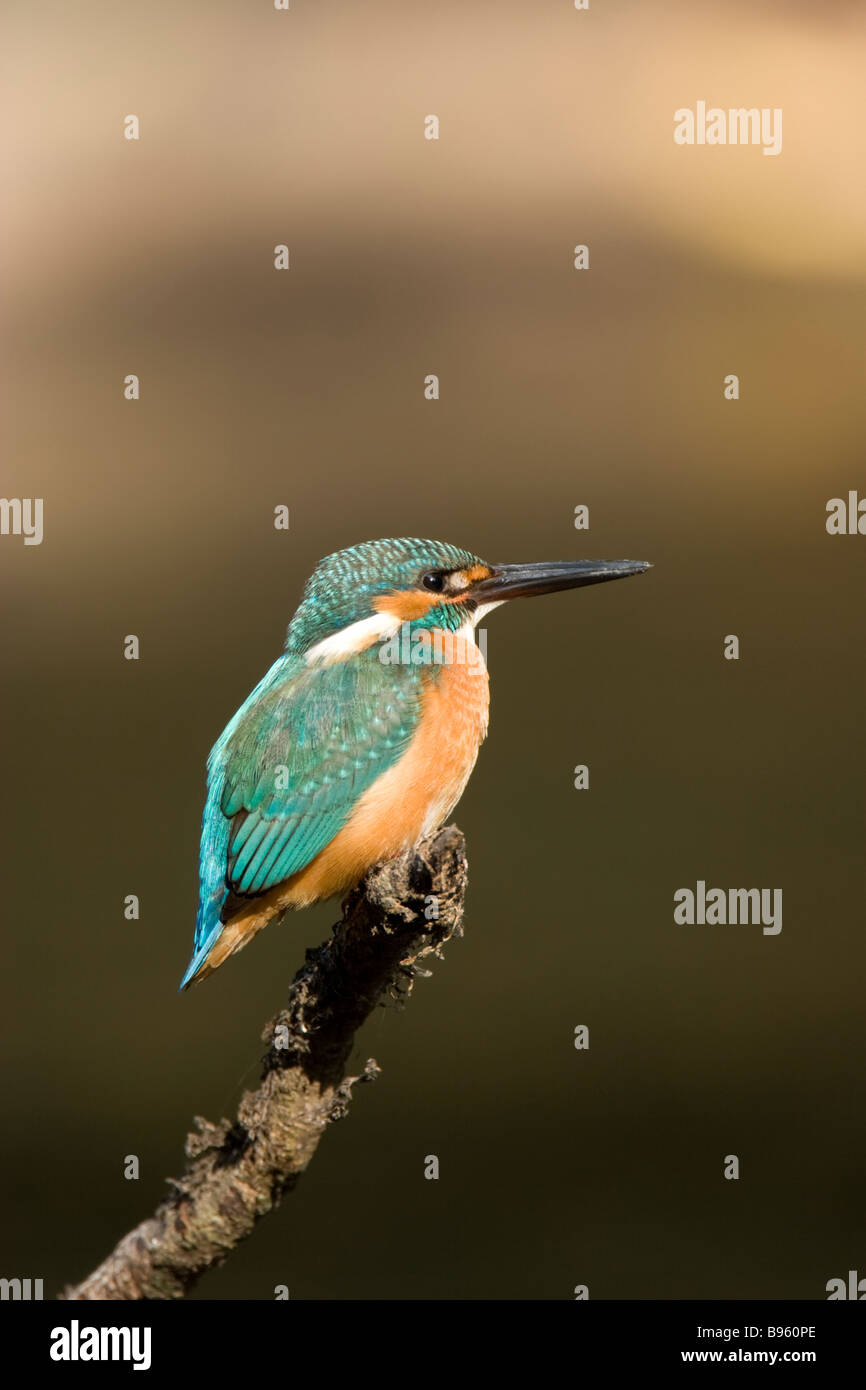 Common Kingfisher Alcedo atthis Stock Photo - Alamy
