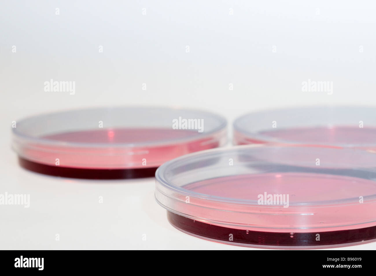Microbiology laboratory cell cultures in hi-res stock photography and ...