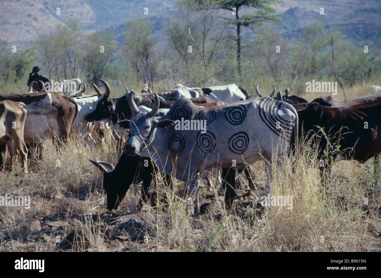 ETHIOPIA East Africa Agriculture Mursi tribe cattle herd with decorated ...