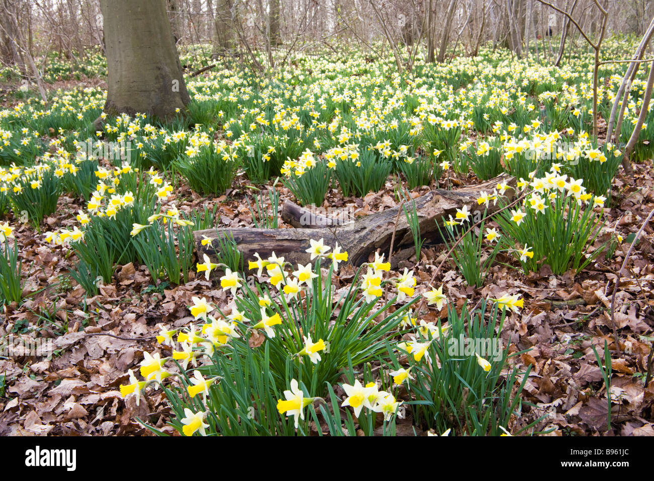 Wild daffodils flowering in March in Betty Daws Wood Nature Reserve in ...