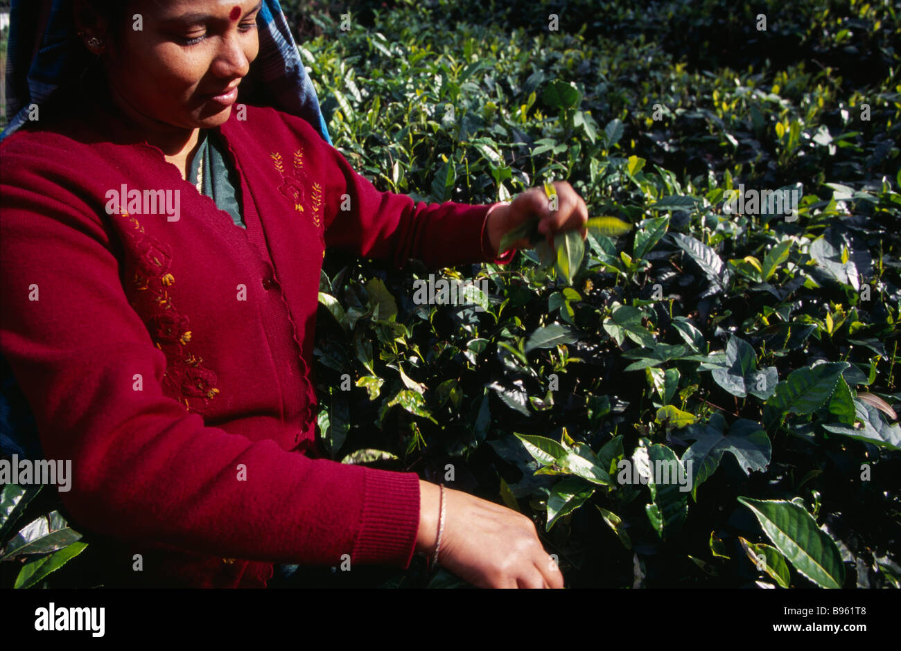 SRI LANKA Agriculture Tea Female tea picker working on Labookellie Tea ...
