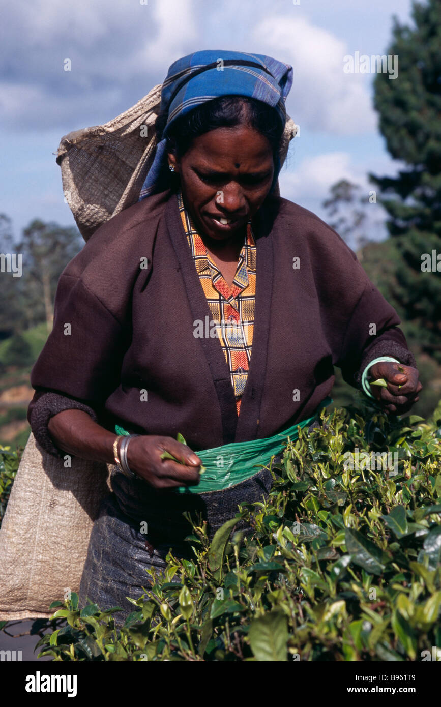 SRI LANKA Agriculture Tea Female tea picker working on Labookellie Tea ...