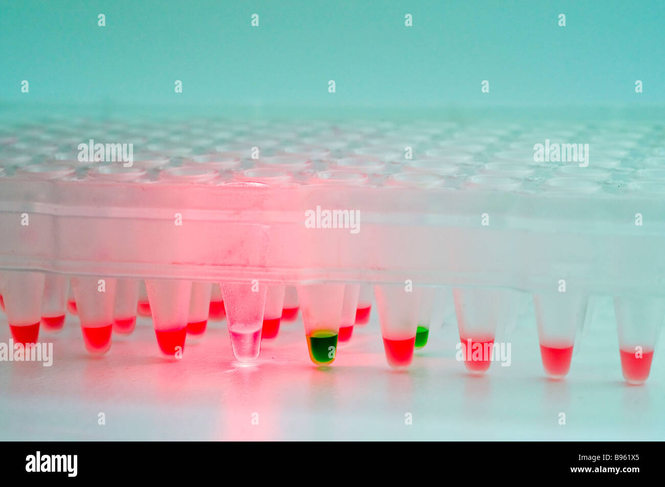 Enzyme Linked Immunosorbent Assay in a 96 well plate Stock Photo - Alamy
