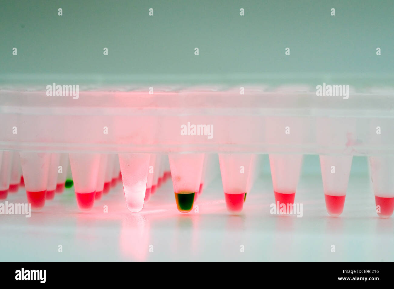 Enzyme Linked Immunosorbent Assay in a 96 well plate Stock Photo - Alamy