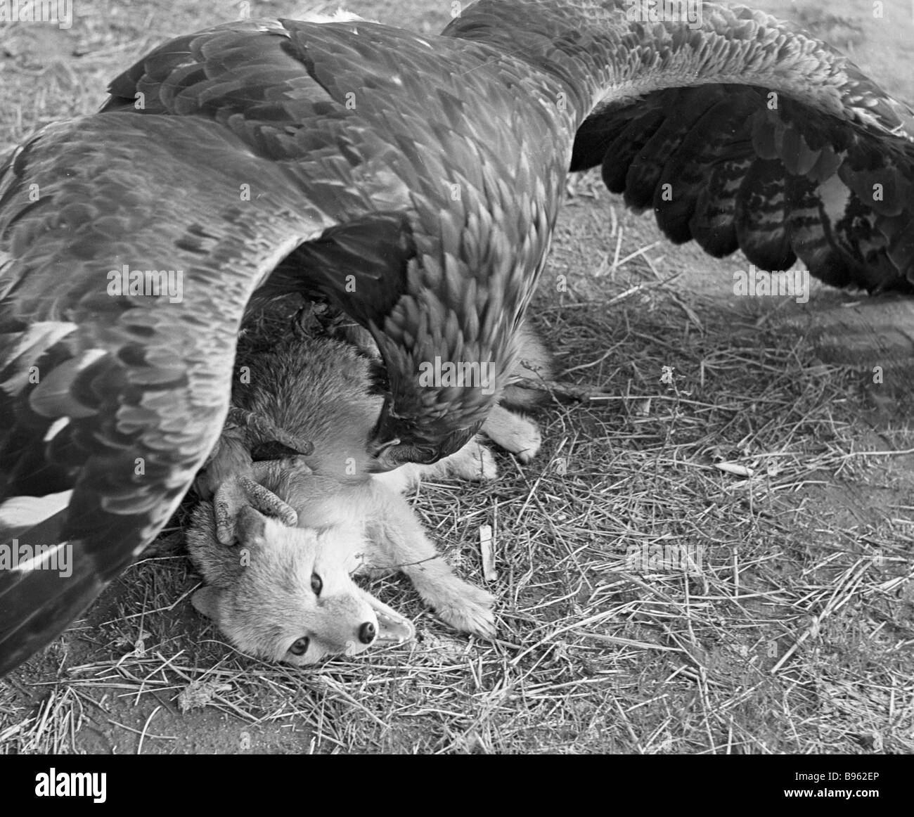 A trained golden eagle choking the caught fox Stock Photo - Alamy