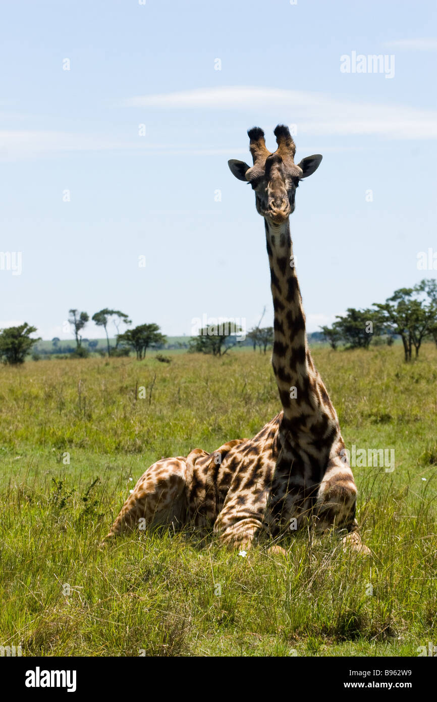Lying giraffes hi-res stock photography and images - Alamy