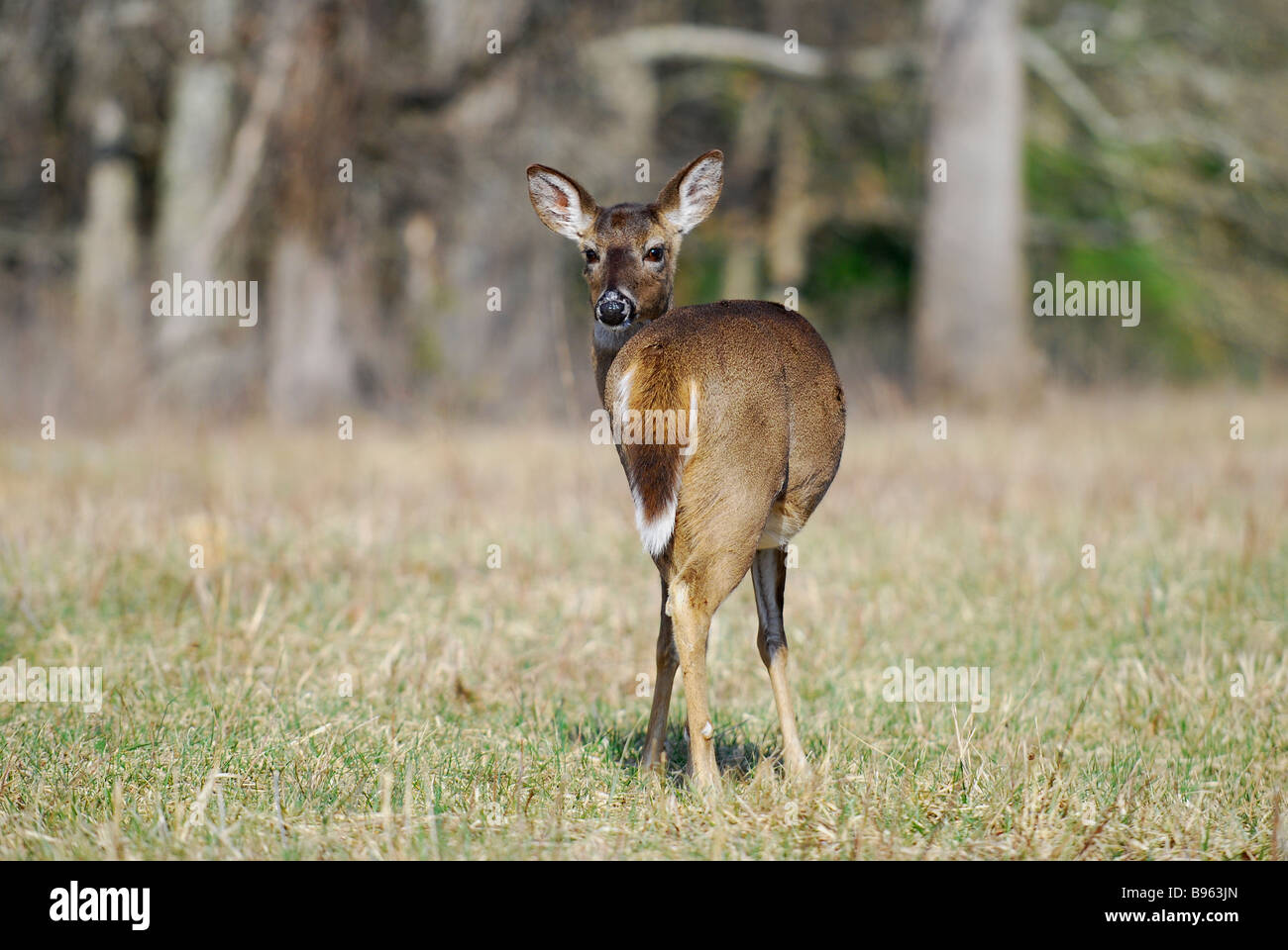 A white-tailed deer standing in a field and looking backwards in Cades ...