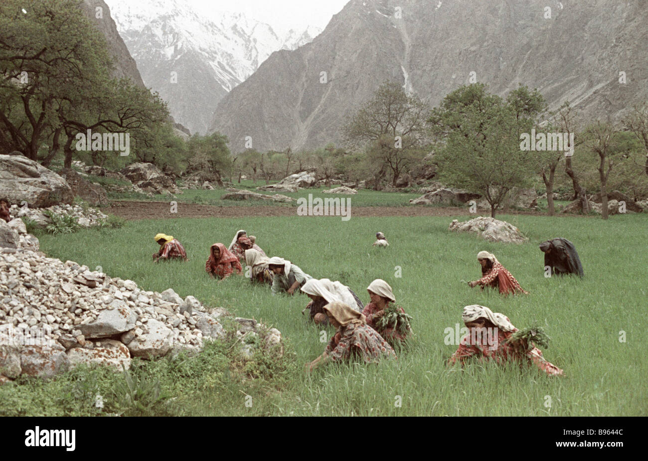 Mountain villagers picking herbs Stock Photo - Alamy