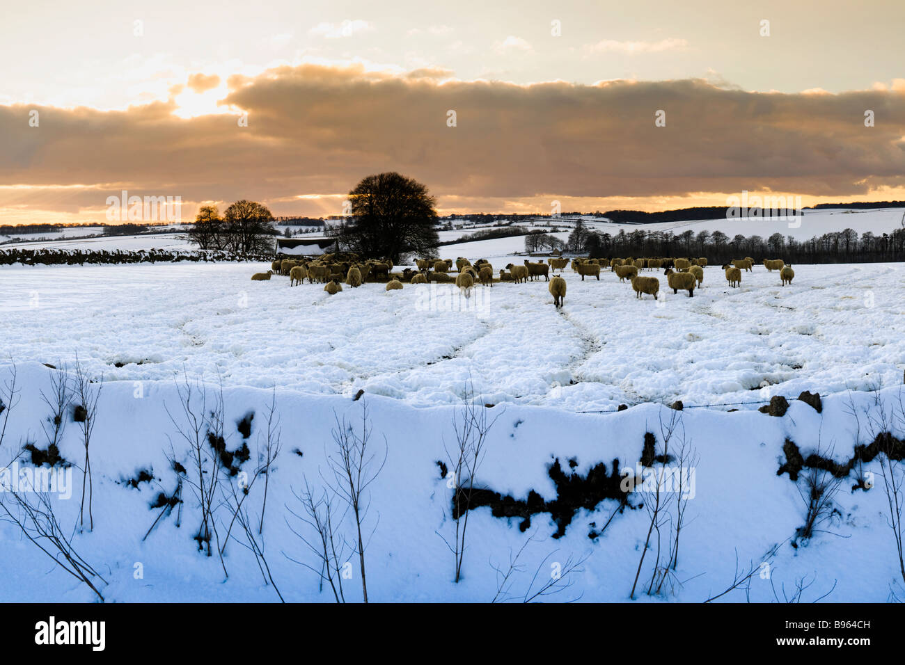 Cotswolds countryside at sunset hi-res stock photography and images - Alamy