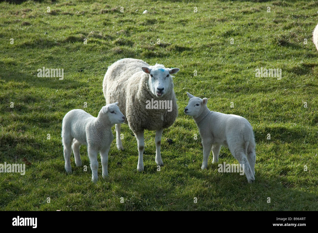 Sheep spring hi-res stock photography and images - Alamy
