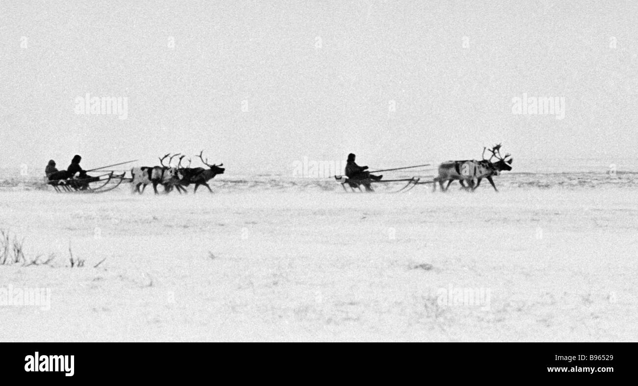 Reindeer teams are the most popular transport means in the tundra Stock ...