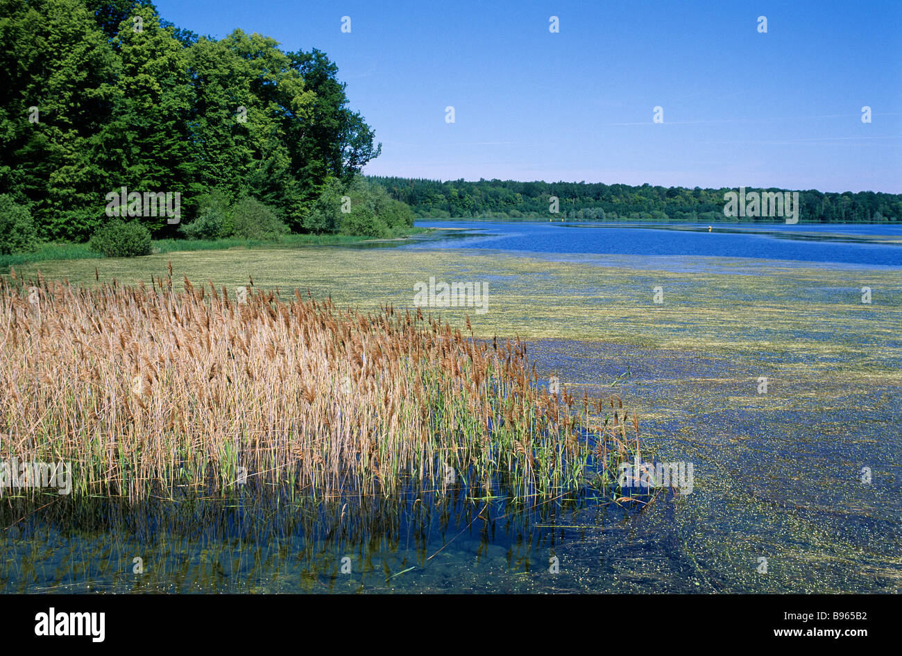 Orient forest france hi-res stock photography and images - Alamy
