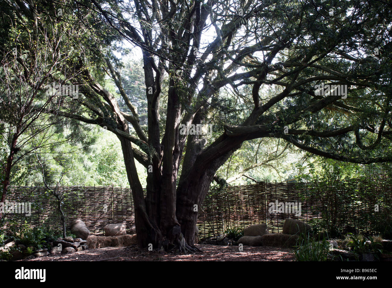 Irish yew hi-res stock photography and images - Alamy