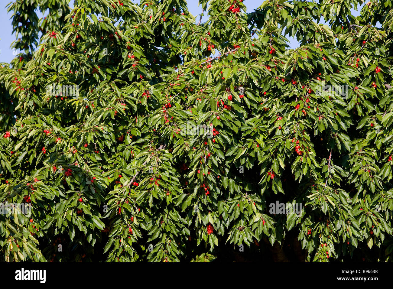 France, Vaucluse, Luberon regional natural park, Lacoste, cherry trees ...