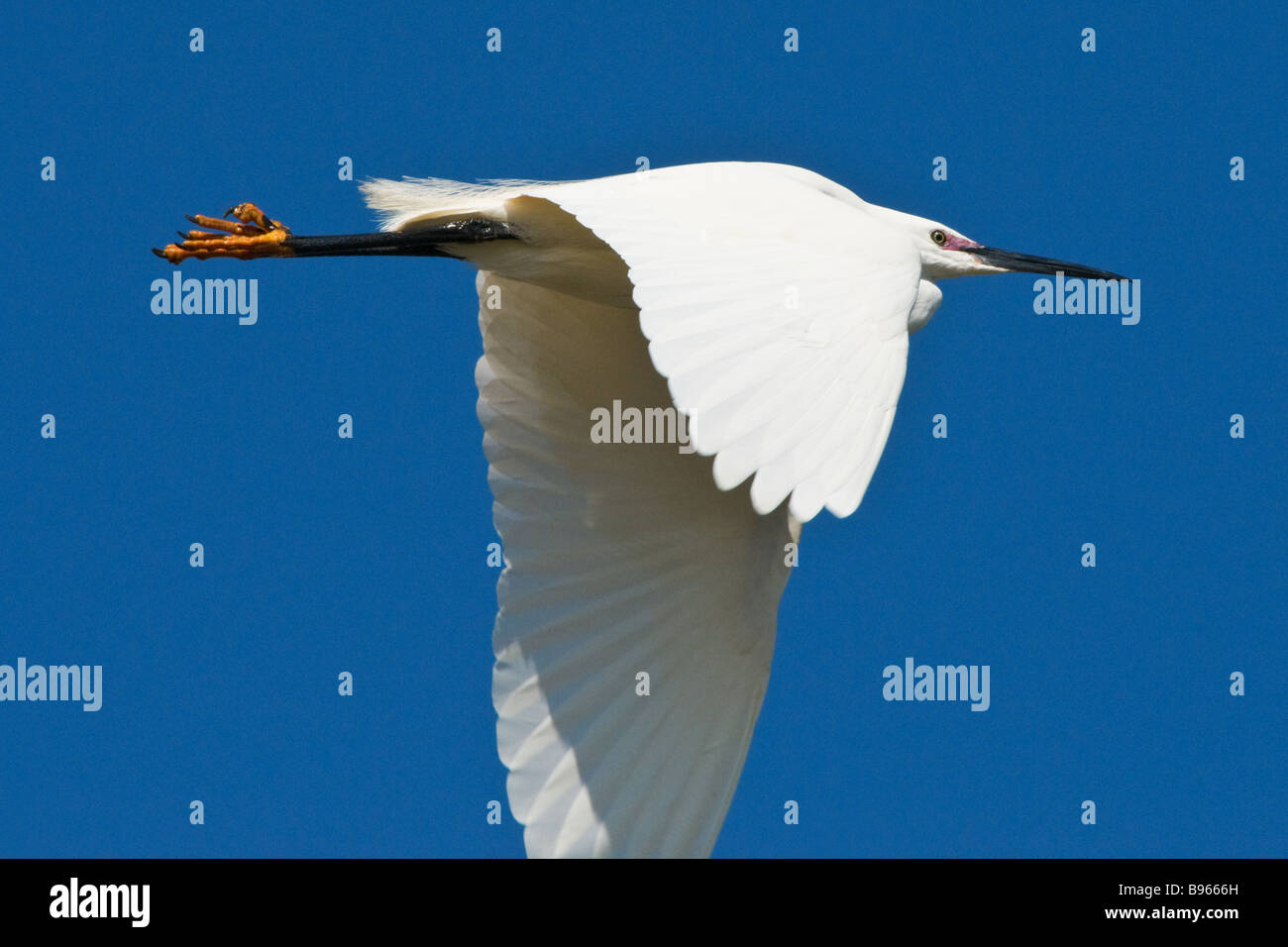 Side view of bird flying hi-res stock photography and images - Alamy