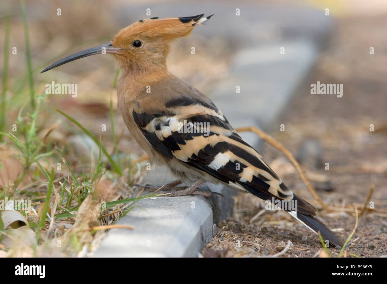 Black and white hoopoes hi-res stock photography and images - Alamy