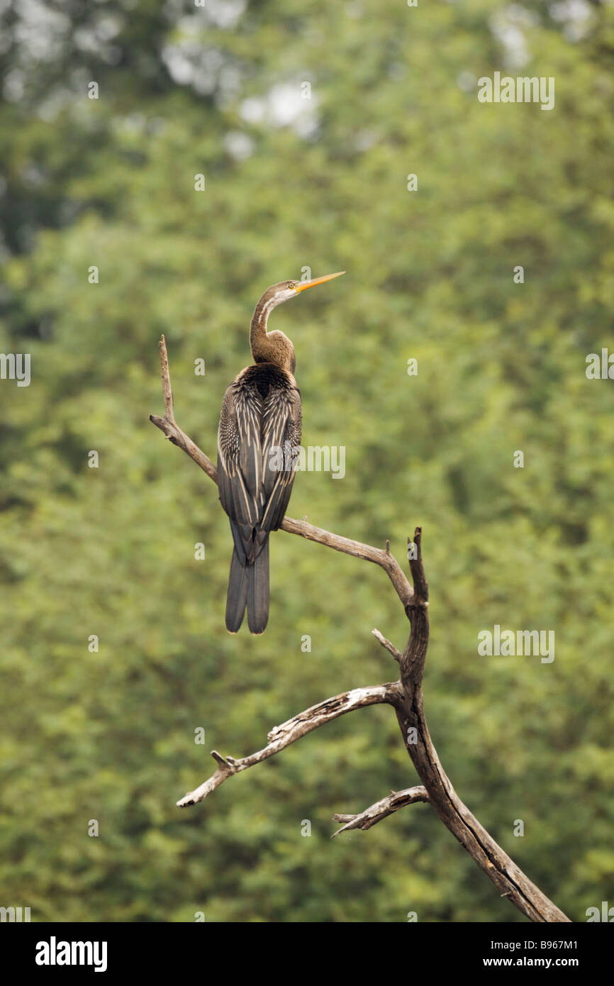 Indian Darter Perched Snakebird Anhinga Anhinga melanogaster Keoladeo ...