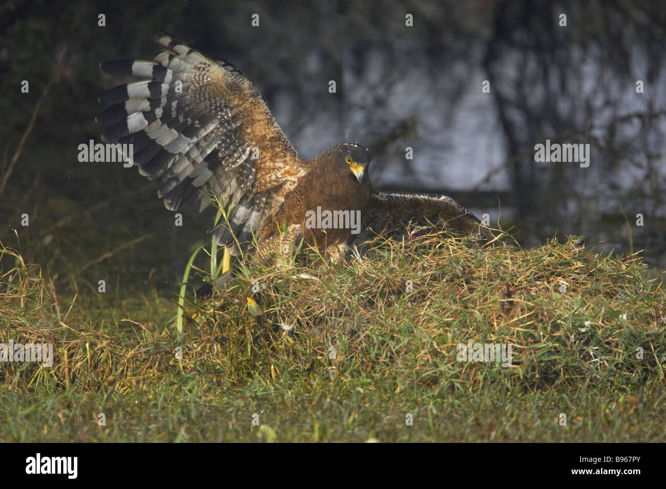 Snake catching bird hi-res stock photography and images - Alamy
