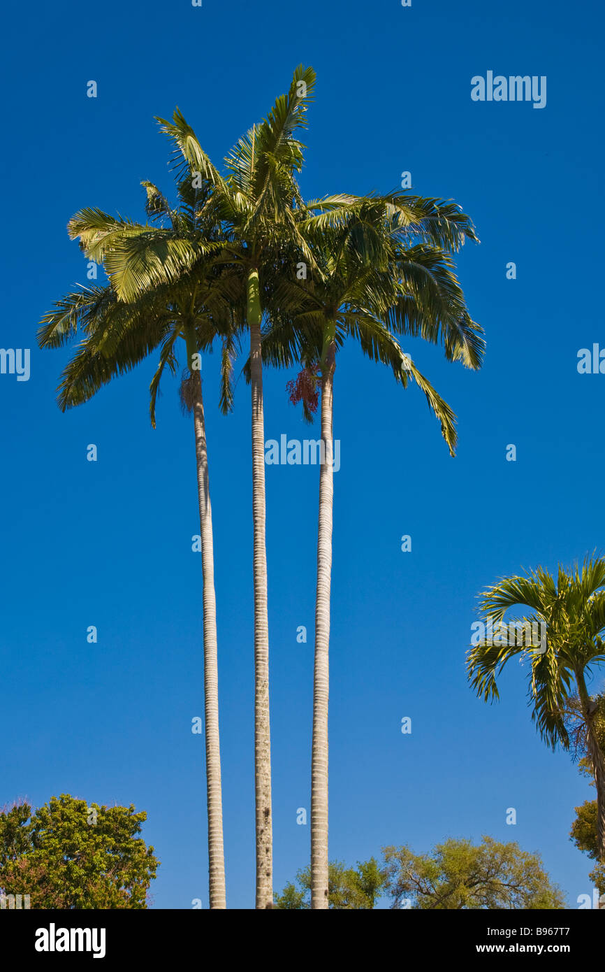 Tall straight trees hi-res stock photography and images - Alamy