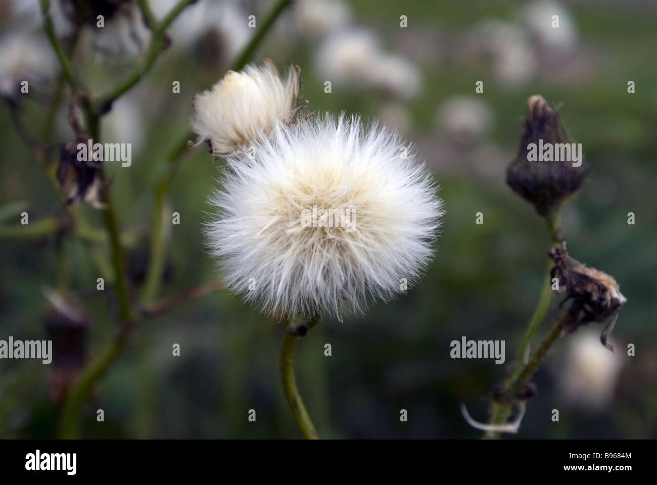 Wildflower propagation hi-res stock photography and images - Alamy