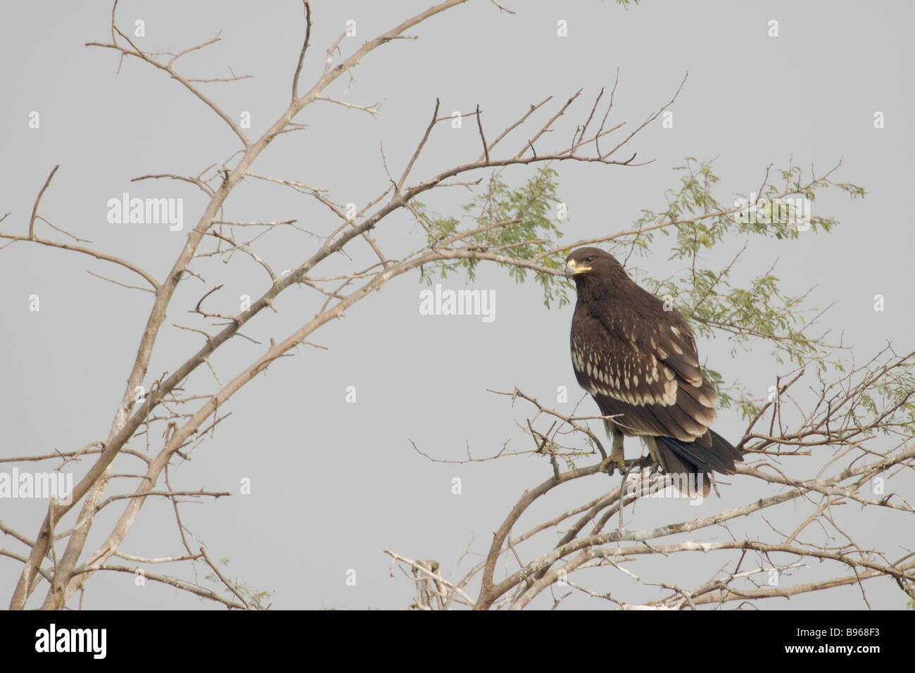 Indian Spotted Eagle High Resolution Stock Photography and Images - Alamy