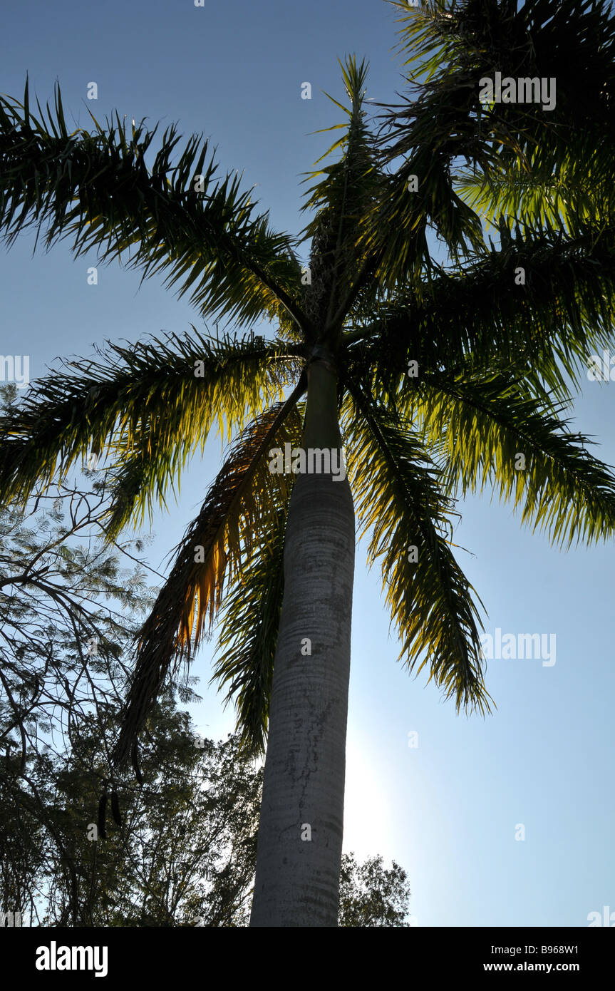 Royal palm hi-res stock photography and images - Alamy