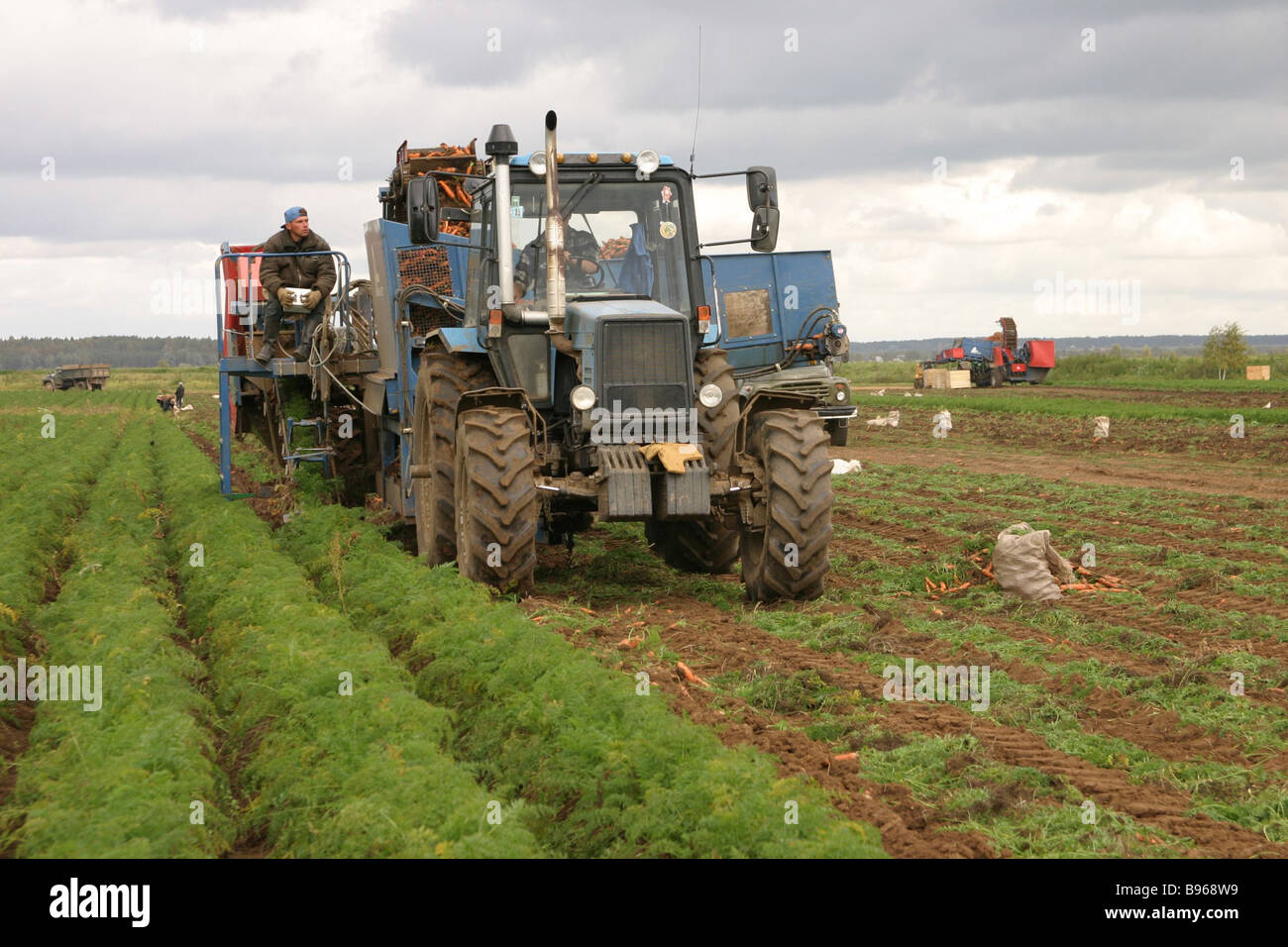 Dmitrovskie Ovoshchi agrarian holding Sorting out carrots in the ...