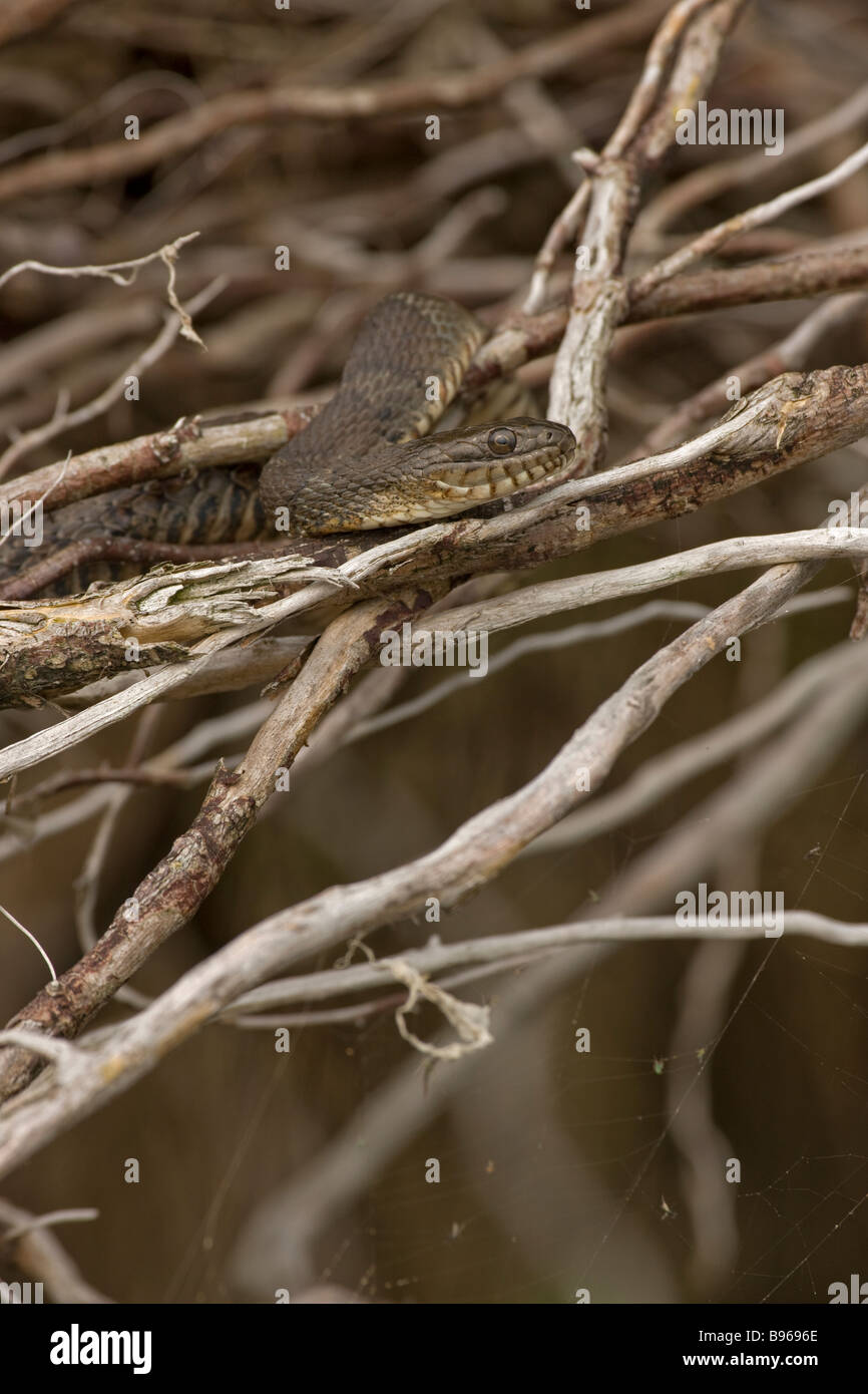 Northern Water Snake (Nerodia sipedon) New York - USA On land Found in ...