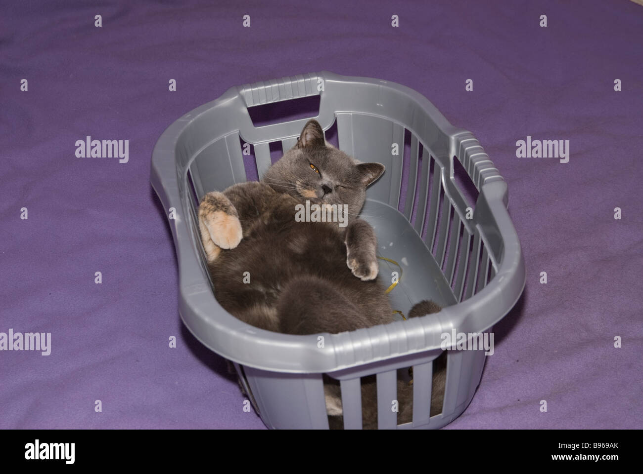 Cat on the back hi-res stock photography and images - Alamy