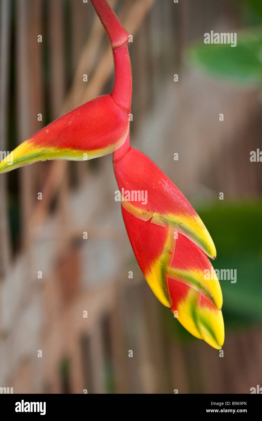 Heliconias flower hi-res stock photography and images - Alamy