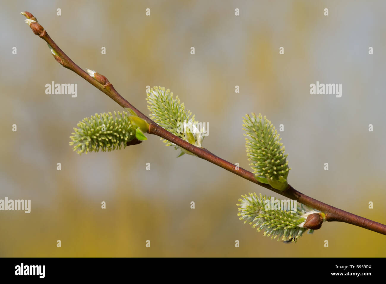 Sallow Tree High Resolution Stock Photography and Images - Alamy