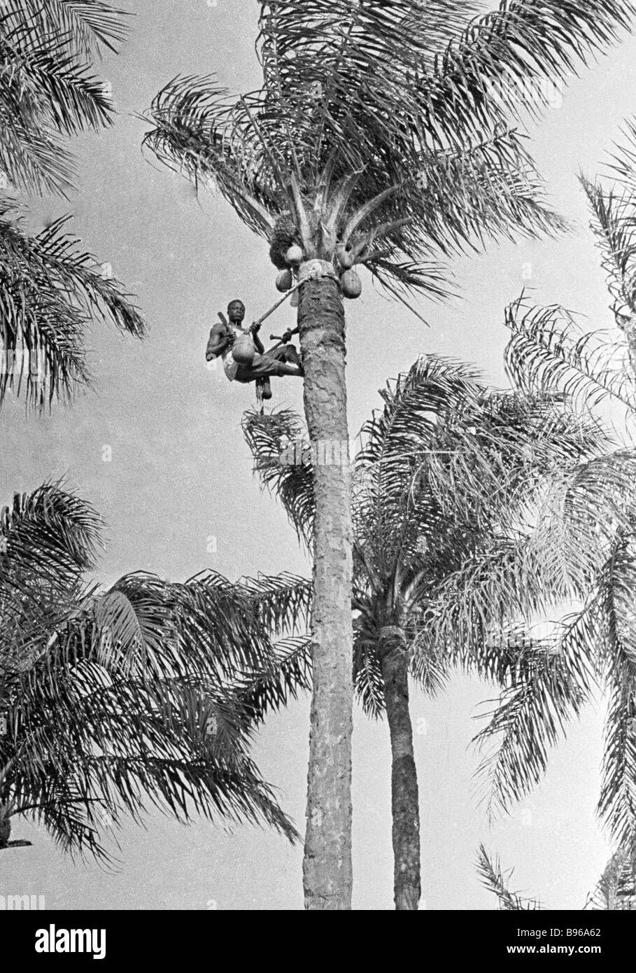 Coconut Picker High Resolution Stock Photography and Images - Alamy
