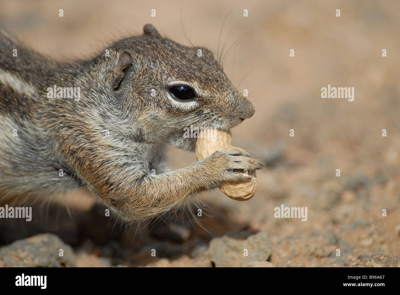 Chipmunk eating peanut after being fed by tourists Stock Photo - Alamy