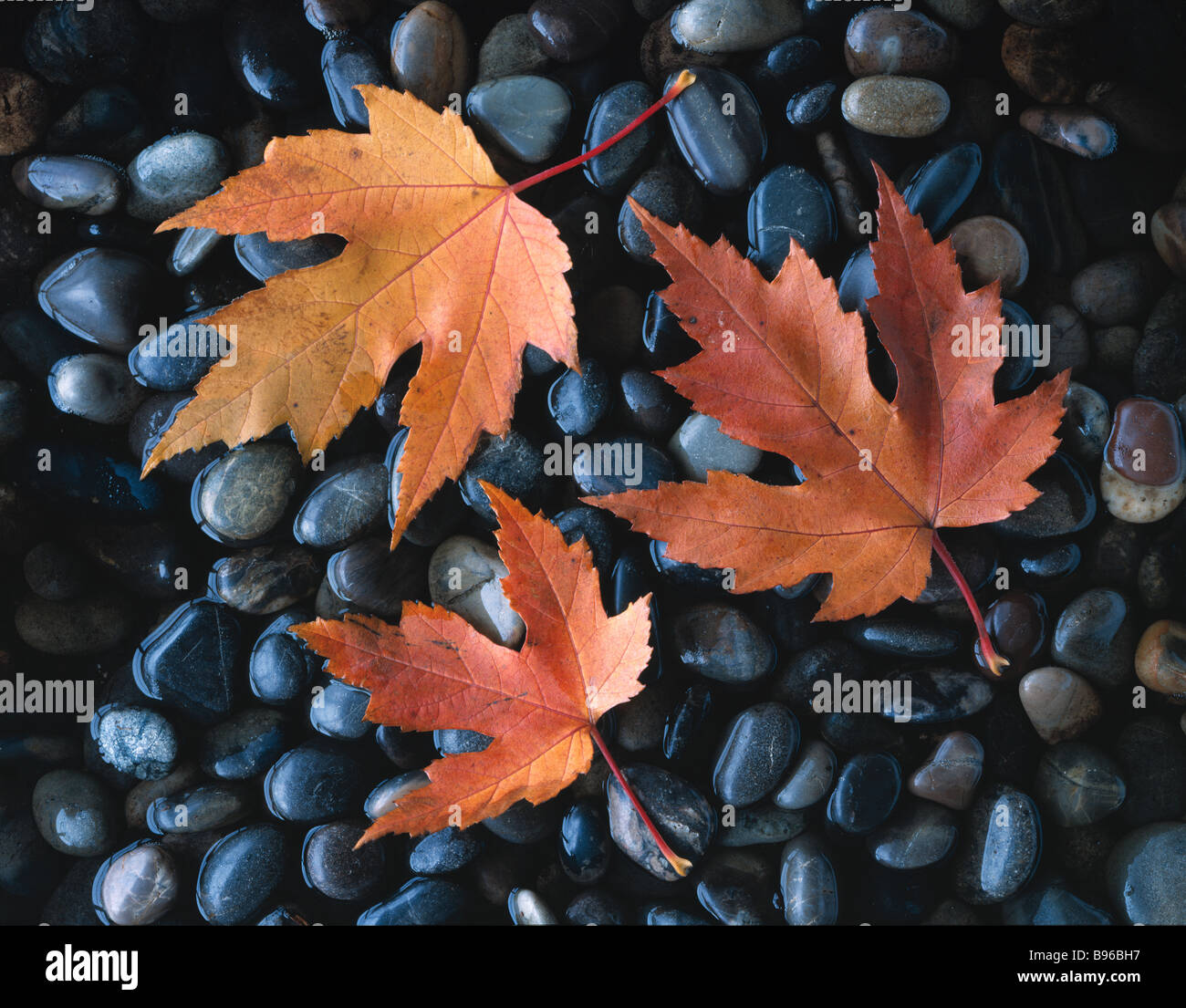 Triple leaves hi-res stock photography and images - Alamy