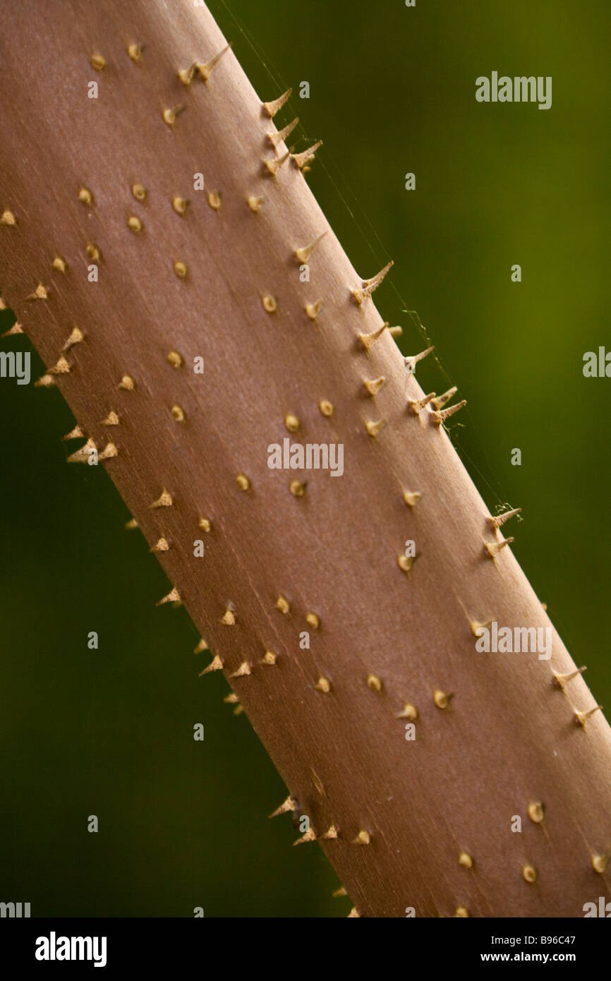 Walking palm tree hi-res stock photography and images - Alamy