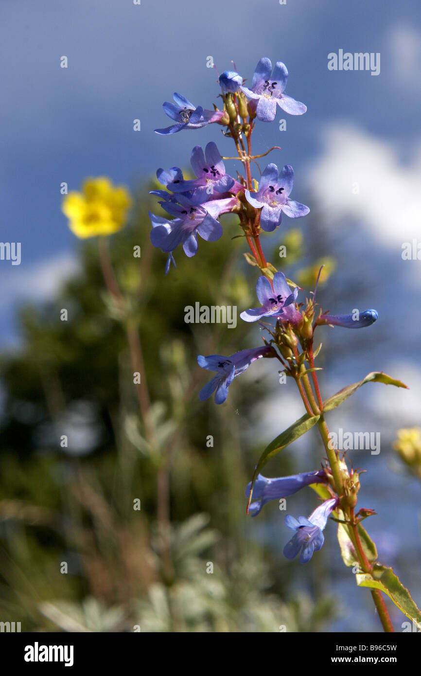 Alberta Penstemon Wildflowers summer in Alberta Stock Photo - Alamy