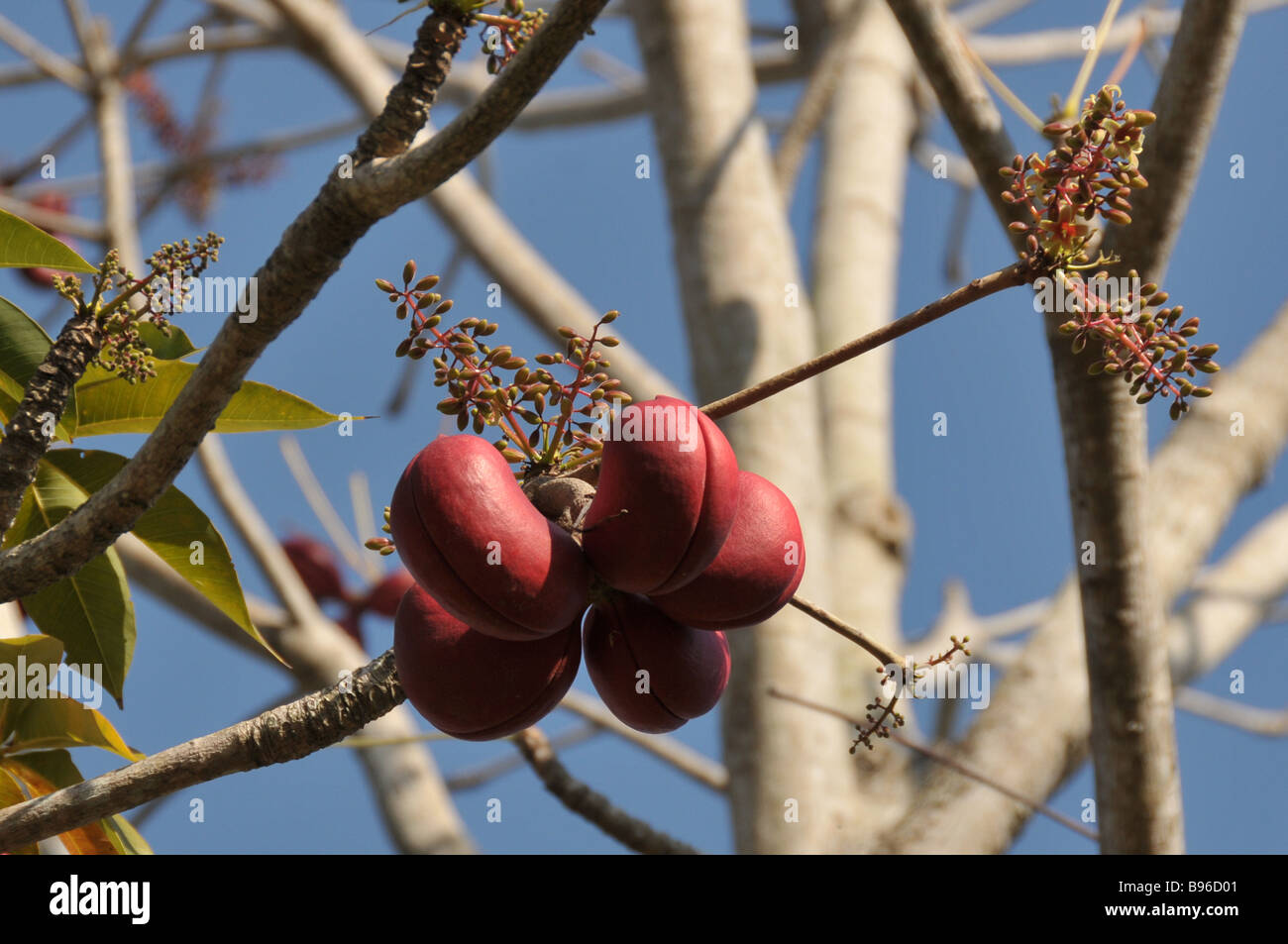 Cluster of tropical fruit on tree Stock Photo - Alamy