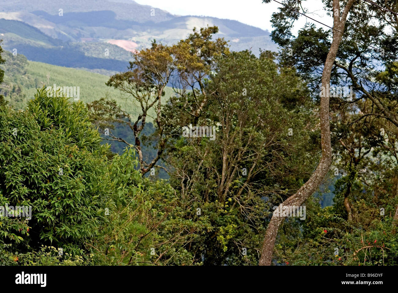 Atlantic forest hi-res stock photography and images - Alamy
