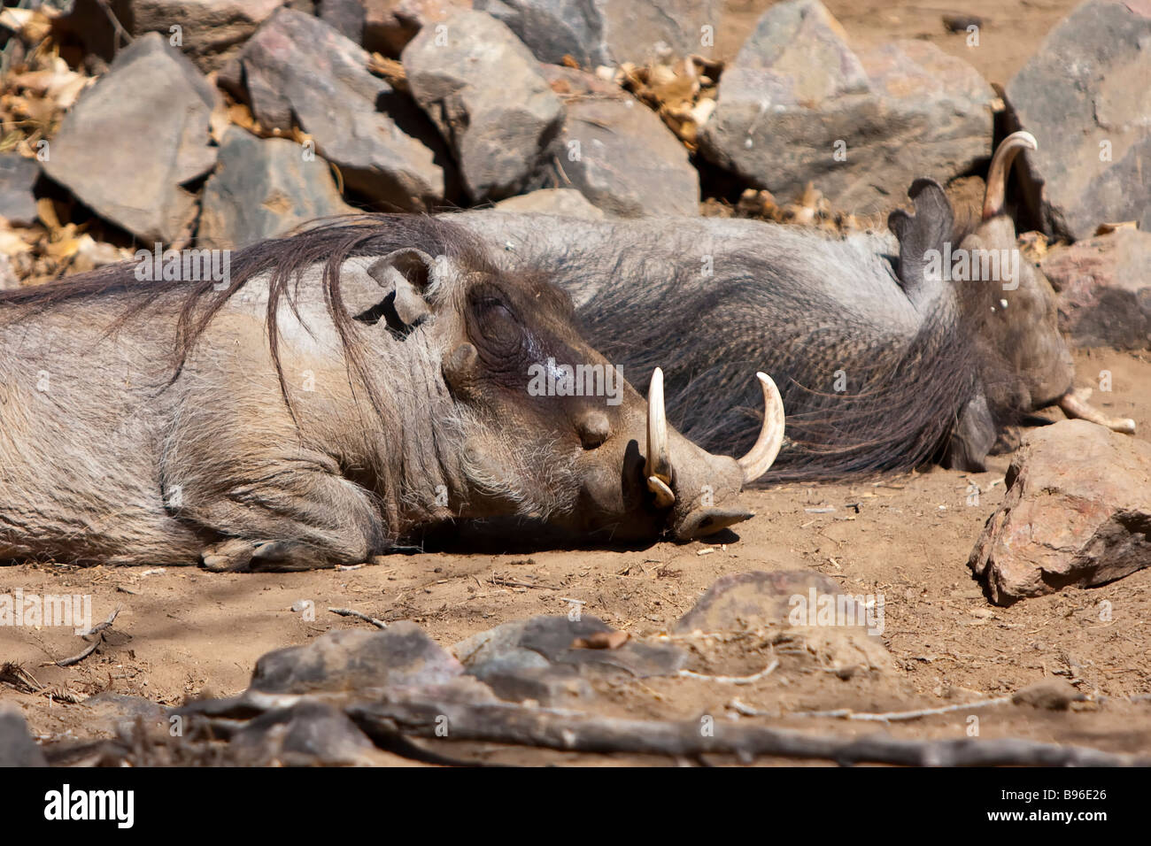 Wart hogs at the Denver Zoo Stock Photo - Alamy