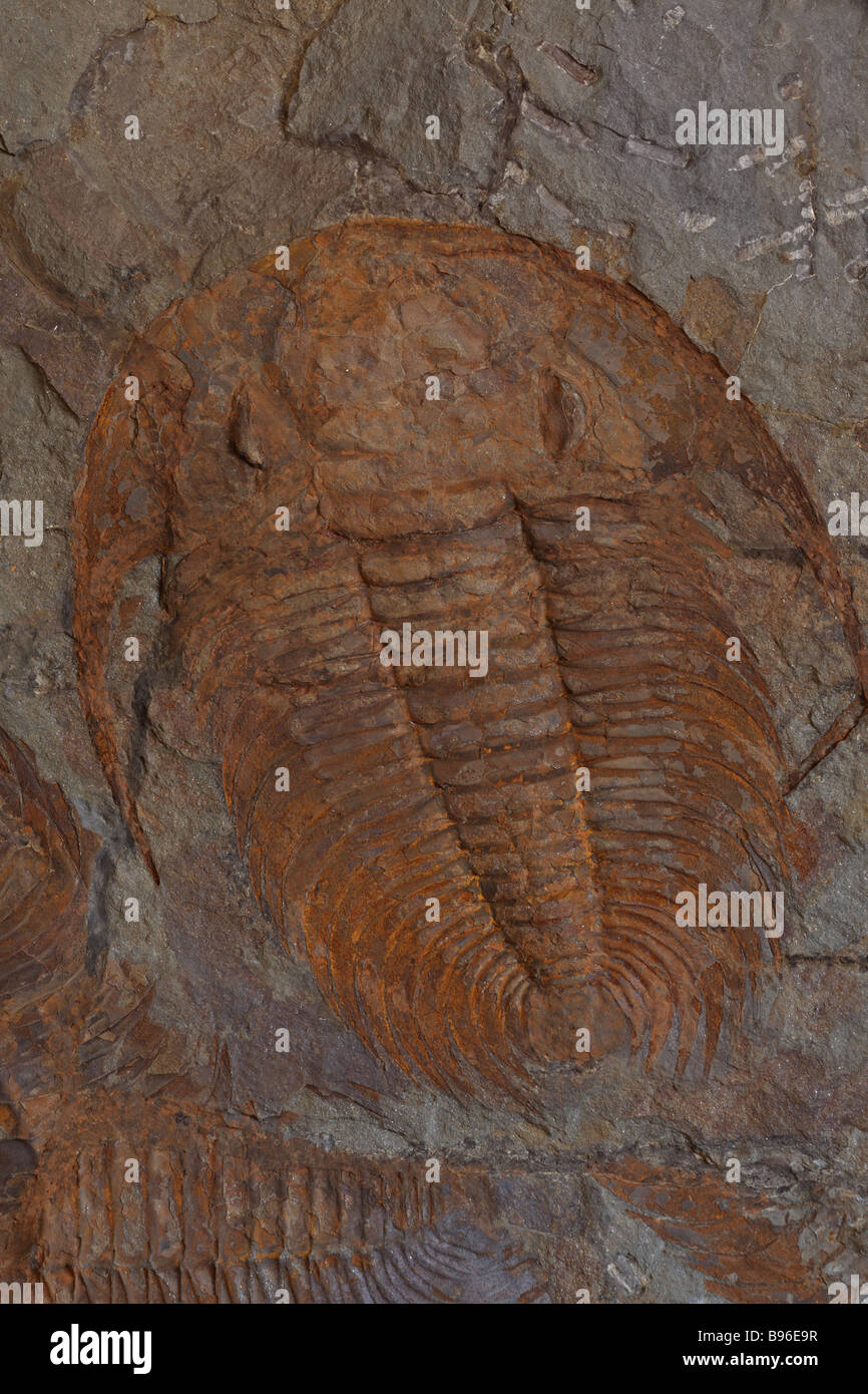 Ancient fossils hi-res stock photography and images - Alamy
