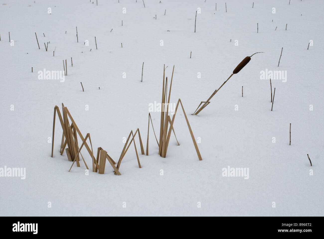 Winter bulrush hi-res stock photography and images - Alamy