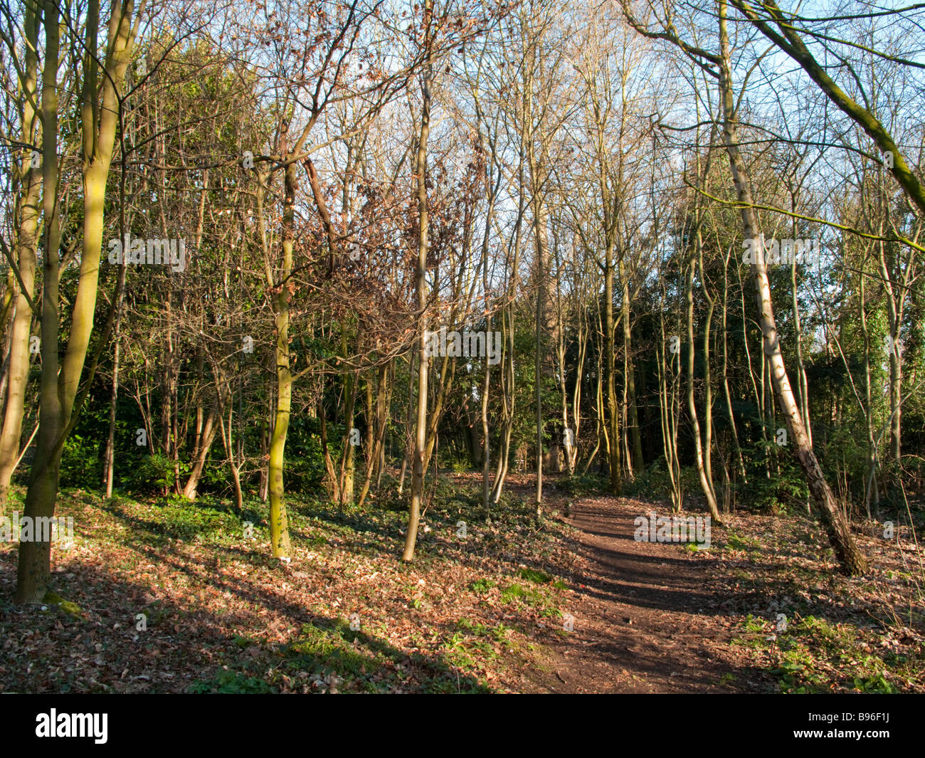 Path through the woods in Catton Park Norwich Stock Photo - Alamy