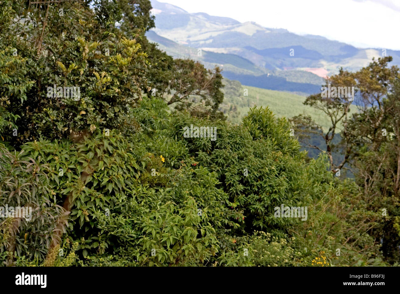 Brazilian Highlands High Resolution Stock Photography and Images - Alamy