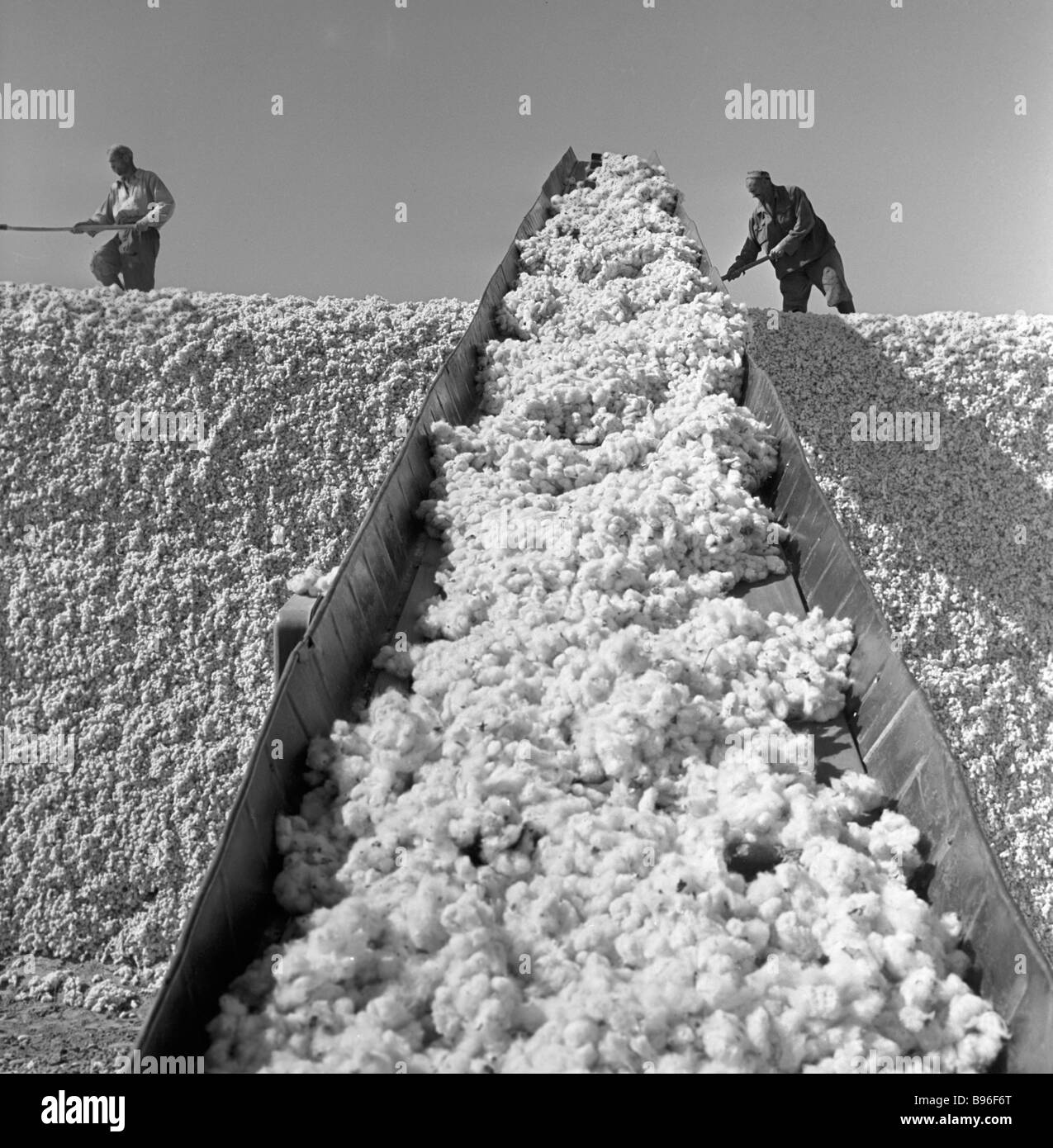 Cotton gatherers load the cotton Stock Photo - Alamy