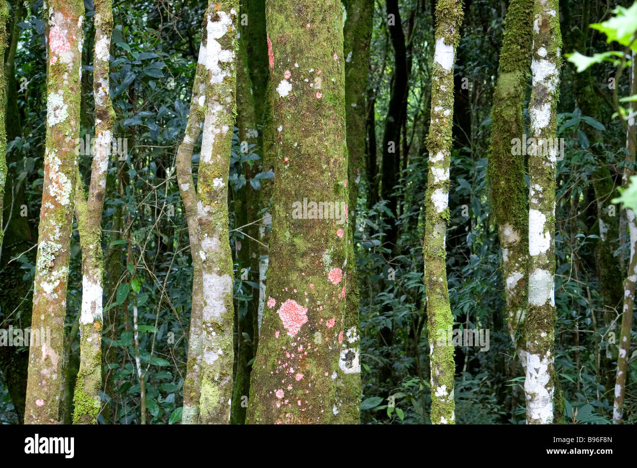 Brazil tree lichen hi-res stock photography and images - Alamy