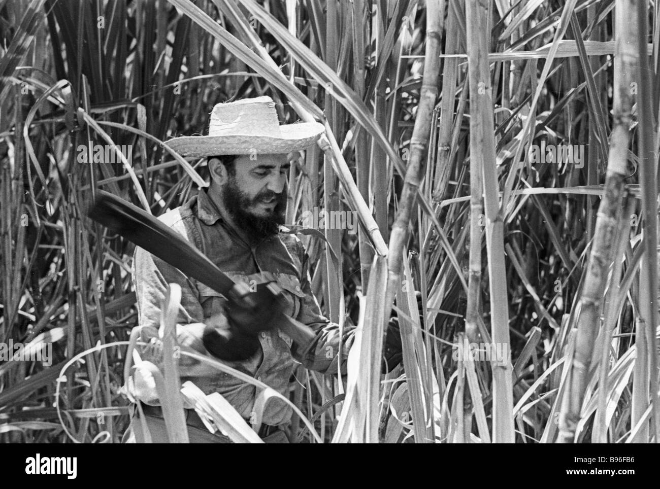 Cuban Prime Minister Fidel Castro giving a hand with sugar cane cutting ...