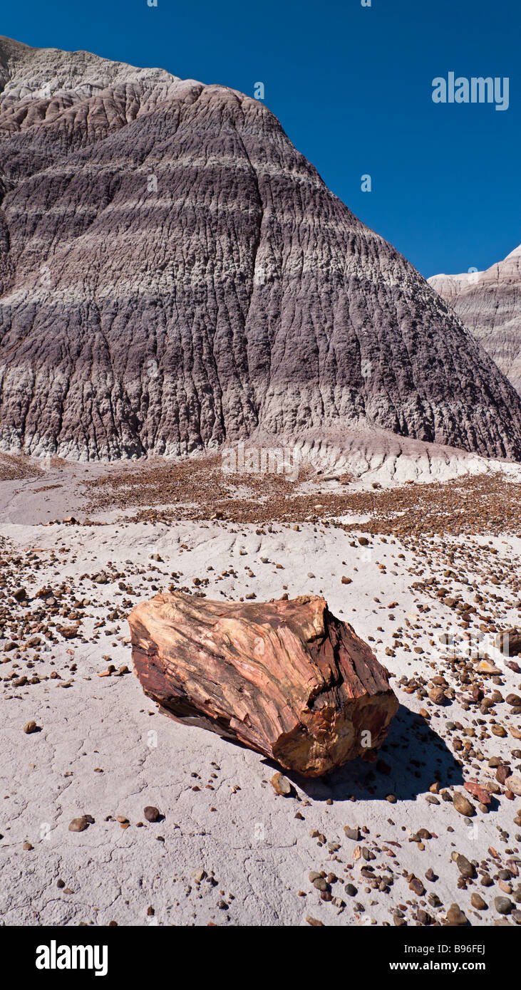 A piece of petrified wood along the colorful Blue Mesa trail in the ...